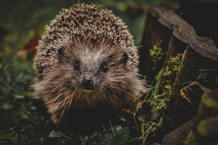 Interesting Facts About the Hedgehogs