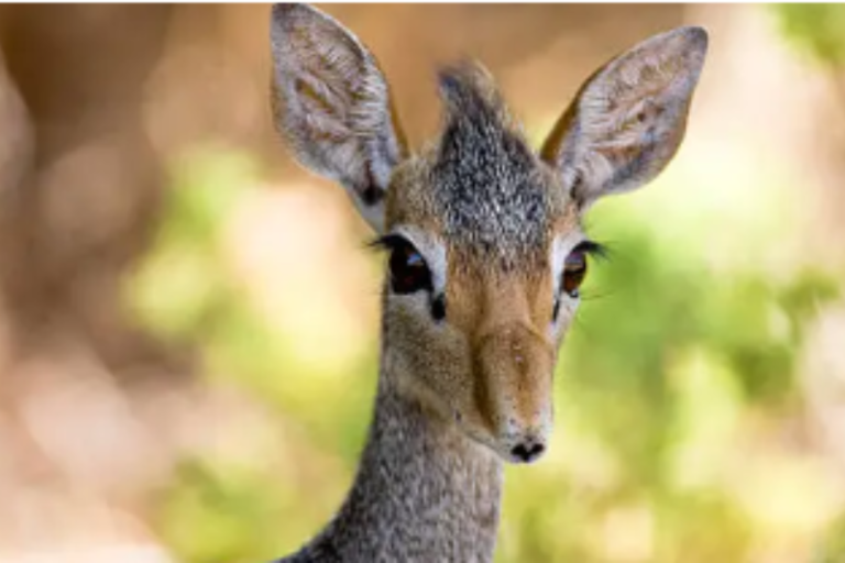 Interesting Facts About the Dik-Dik