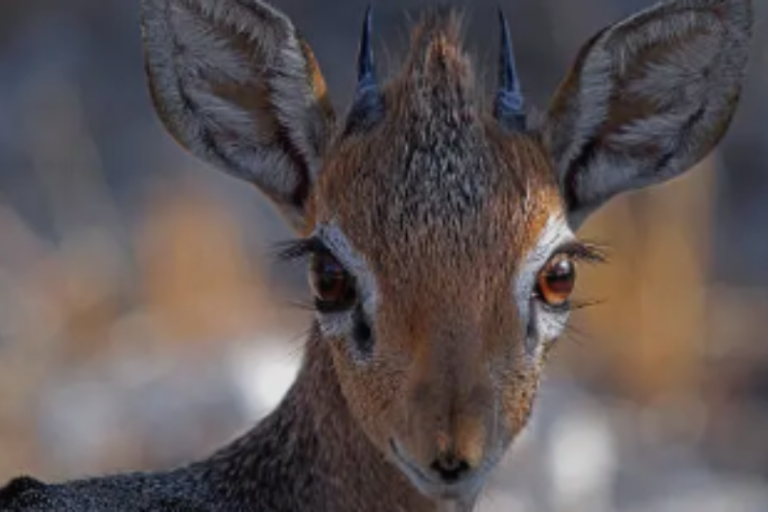 Interesting Facts About the Dik-Dik