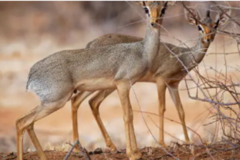 Interesting Facts About the Dik-Dik