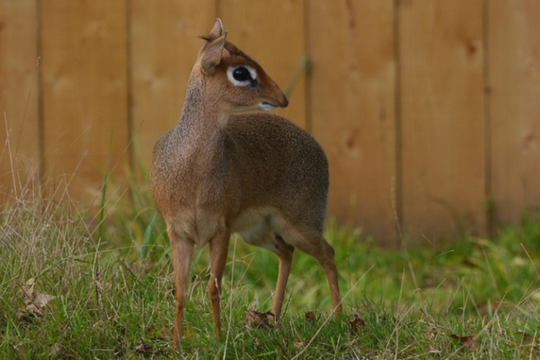 Interesting Facts About the Dik-Dik