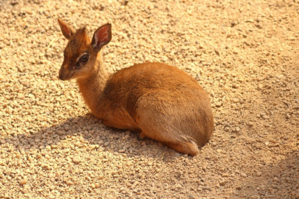 Interesting Facts About the Dik-Dik