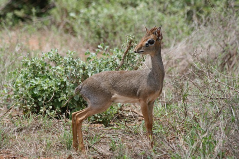 Interesting Facts About the Dik-Dik