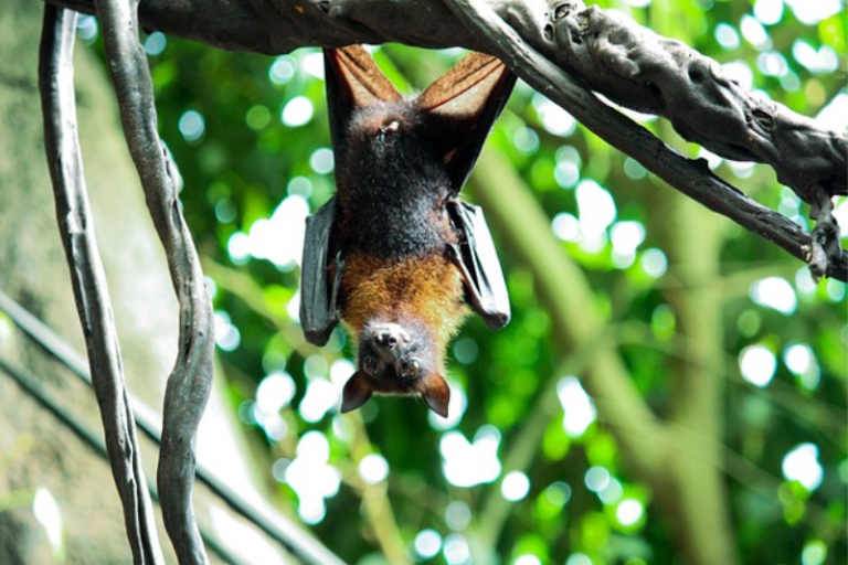 Top 10 Interesting Facts About Bats | Web Fun Facts