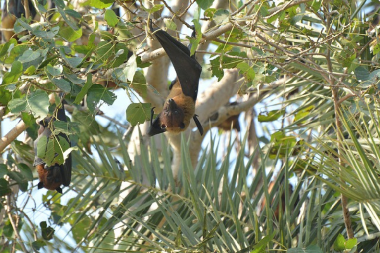 Top 10 Interesting Facts About Bats | Web Fun Facts