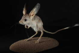10 Interesting Facts About the Jerboa