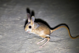 10 Interesting Facts About the Jerboa