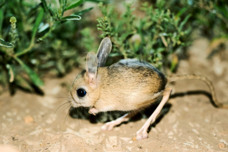 10 Interesting Facts About the Jerboa