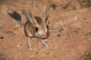 10 Interesting Facts About the Jerboa