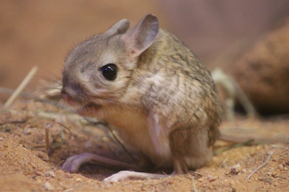 10 Interesting Facts About the Jerboa