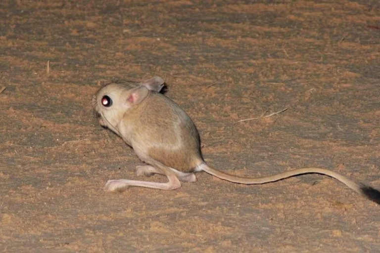 10 Interesting Facts About the Jerboa