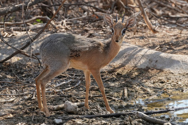 Interesting Facts About the Dik-Dik